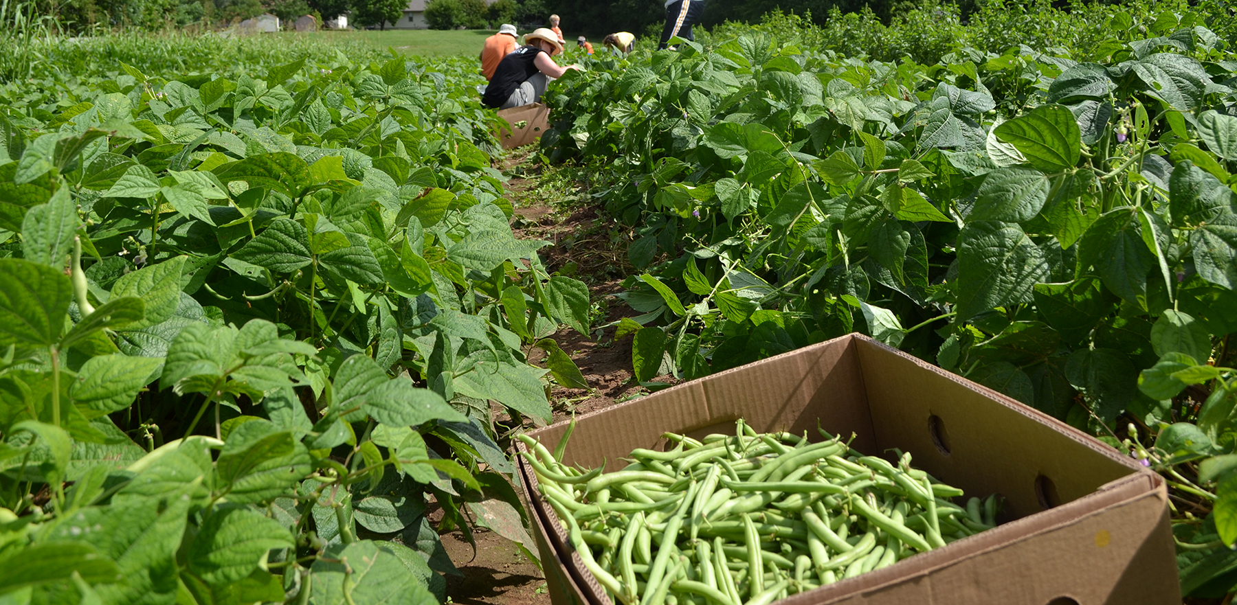 glean test - Ozarks Food Harvest